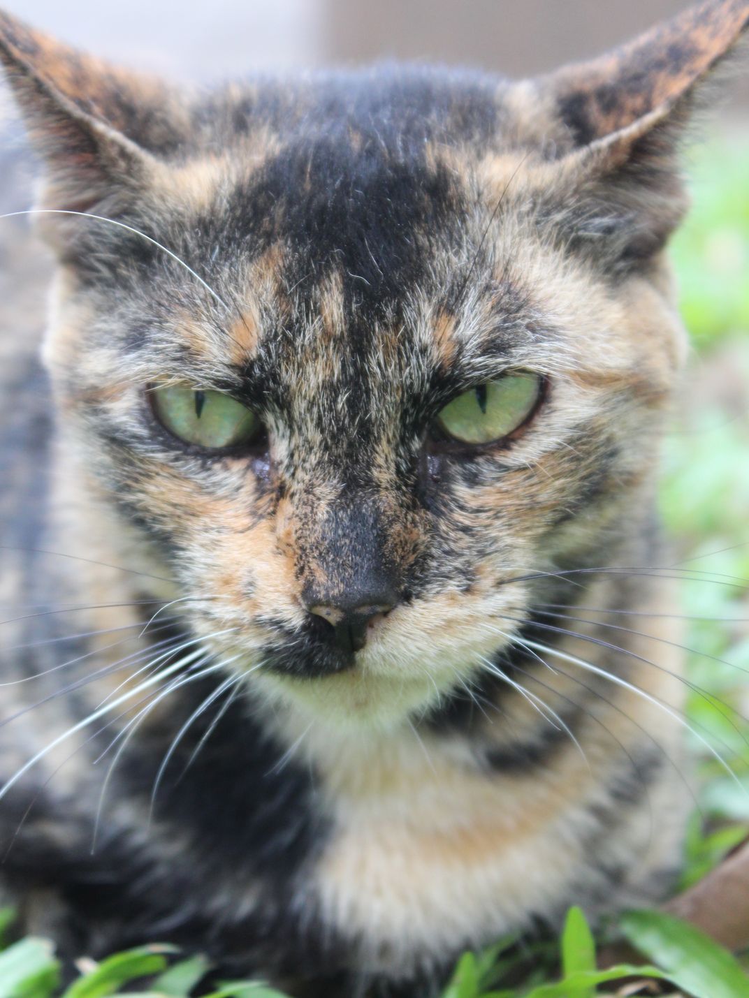 “Kitten Gaze” | Smithsonian Photo Contest | Smithsonian Magazine