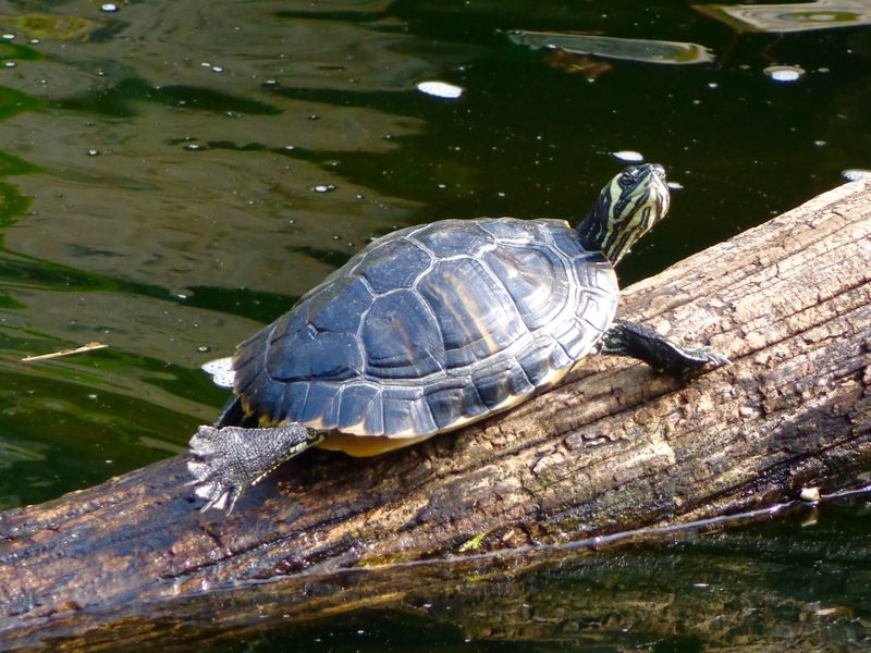 Turtle stretching | Smithsonian Photo Contest | Smithsonian Magazine