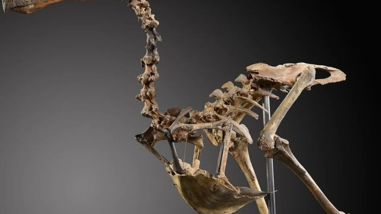 Esqueleto De Passaro Dodo Image Dodo Skeleton Natural History Museum