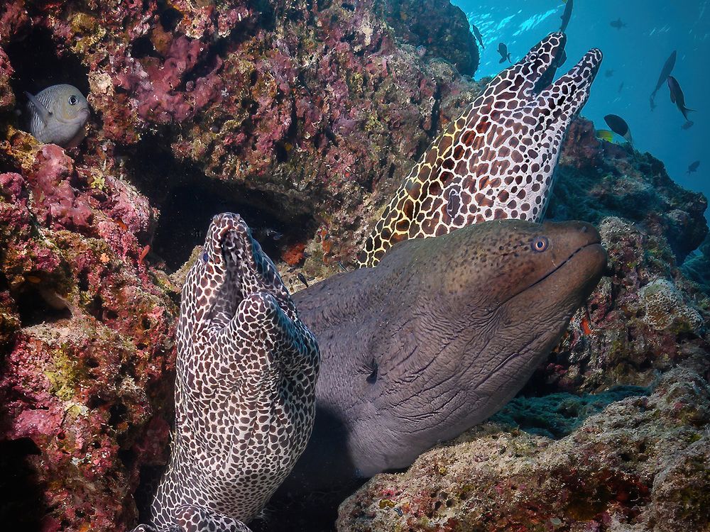 Moray eels sharing a reef in the Maldives. | Smithsonian Photo Contest ...