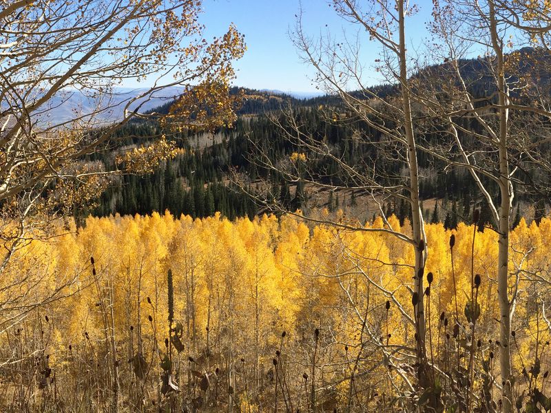 Falls colors at Guardsman Pass | Smithsonian Photo Contest ...