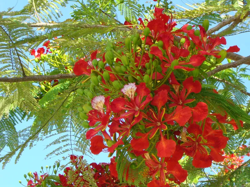 A Royal Poinciana tree in full bloom. | Smithsonian Photo Contest ...