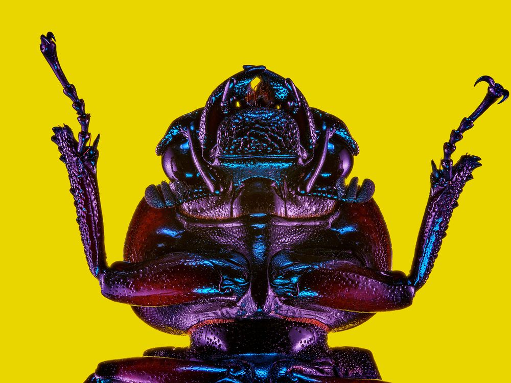 Reshaped by Light — Portrait of a Female Stag Beetle | Smithsonian ...