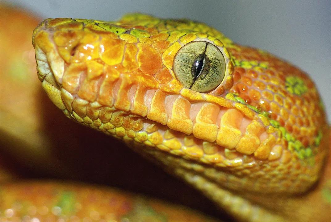snake eye close up
