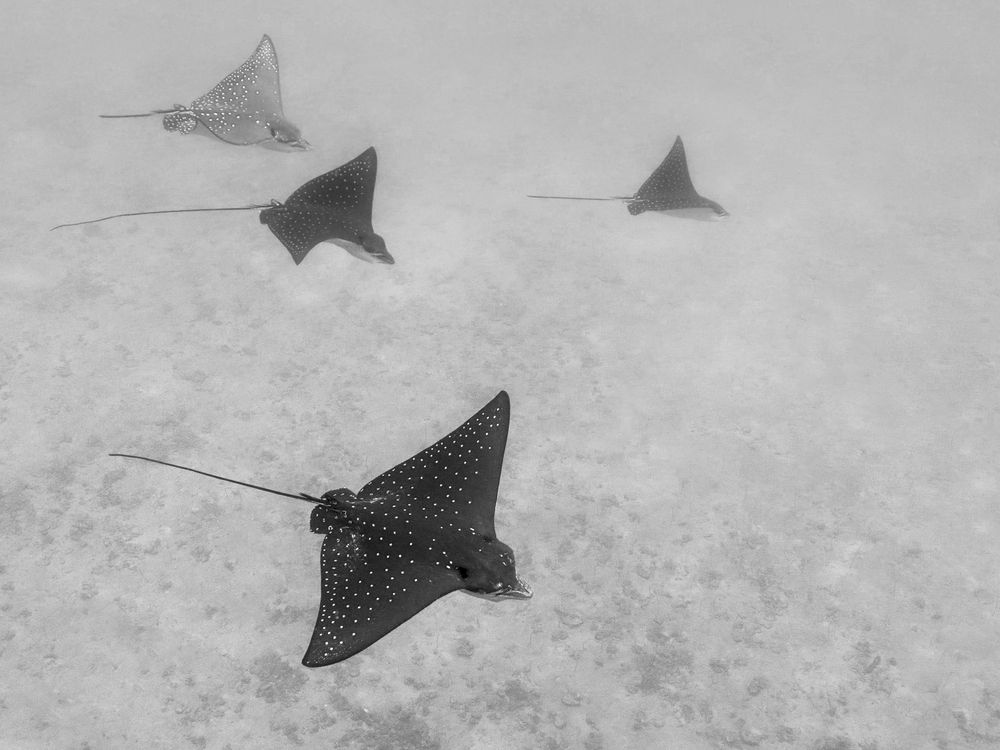stingray fly | Smithsonian Photo Contest | Smithsonian Magazine