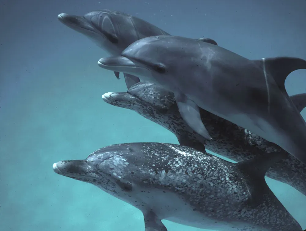 Google Is Training a New A.I. Model to Decode Dolphin Chatter—and Potentially Talk Back