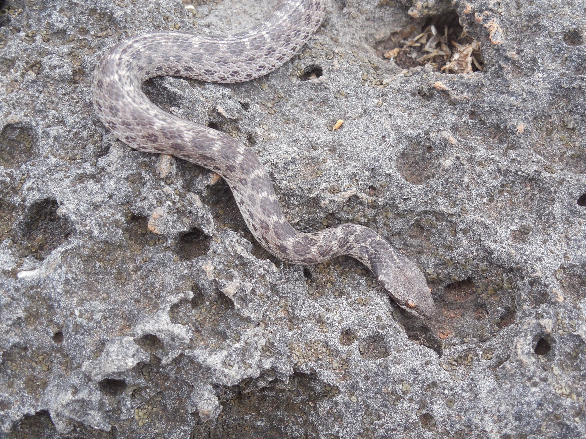 Written Off as a Figment, the Mysterious Clarión Nightsnake Reemerges ...