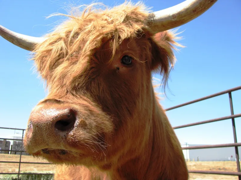 A scottish highland wooly cow eyes the camera at the annual Prosser ...