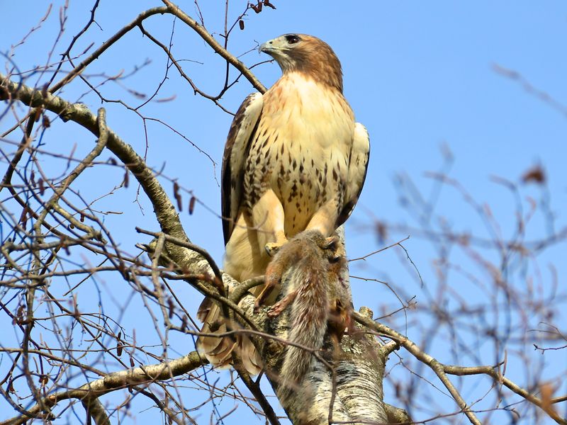Hawk with newly caught prey. | Smithsonian Photo Contest | Smithsonian ...