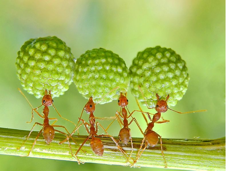 The Super Ant | Smithsonian Photo Contest | Smithsonian Magazine