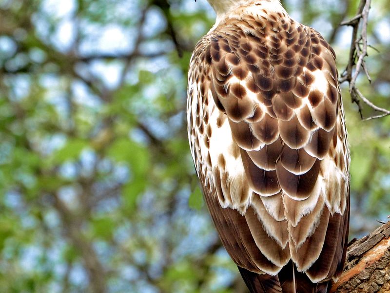 Changeable Hawk-Eagle | Smithsonian Photo Contest | Smithsonian Magazine