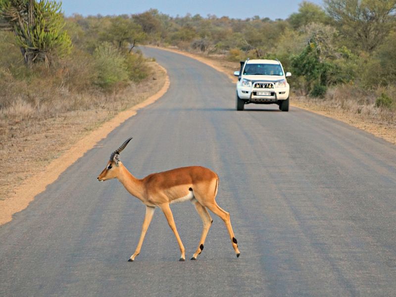 Impala crossing the street. | Smithsonian Photo Contest | Smithsonian ...
