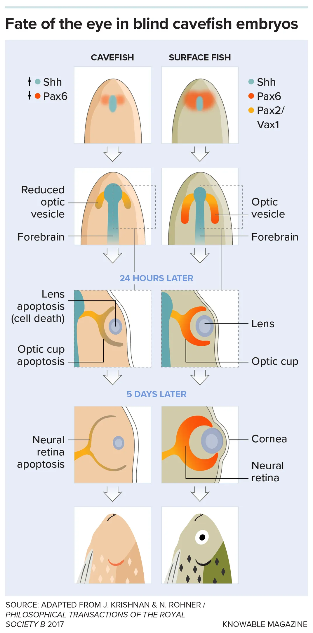 These Cavefish Lost Their Eyes, but They Gained Some Pretty Nifty Traits