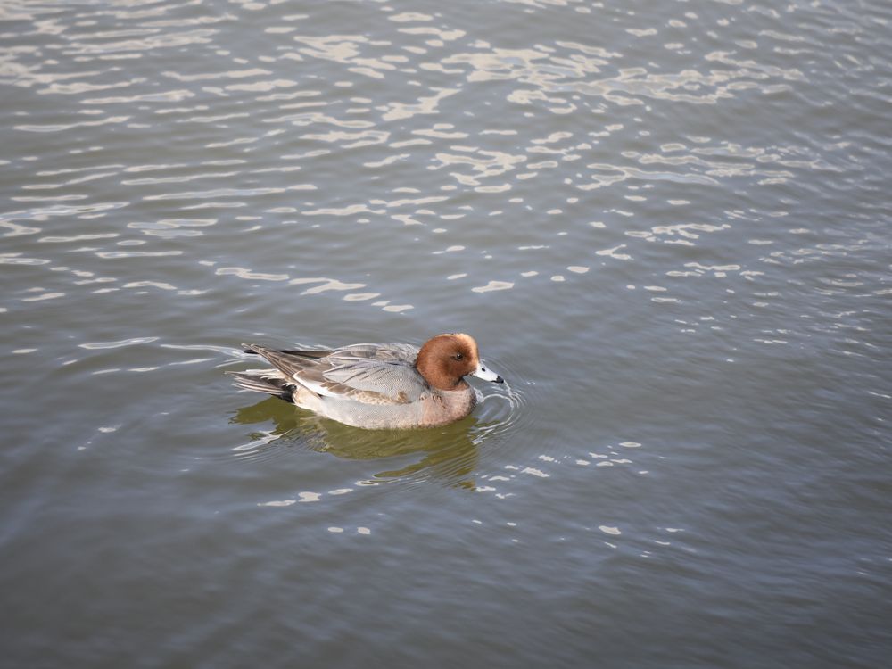 Staying Afloat | Smithsonian Photo Contest | Smithsonian Magazine