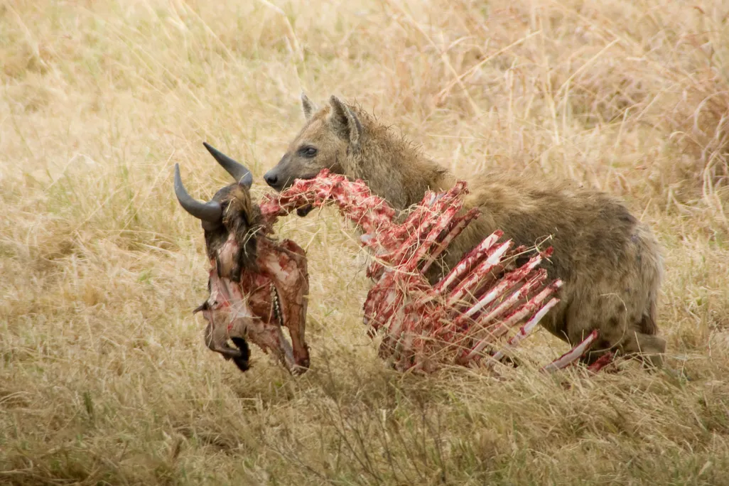 hyena eats head
