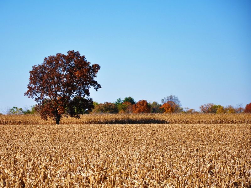 A tree showcases its Autumn colors in a harvested field of corn ...