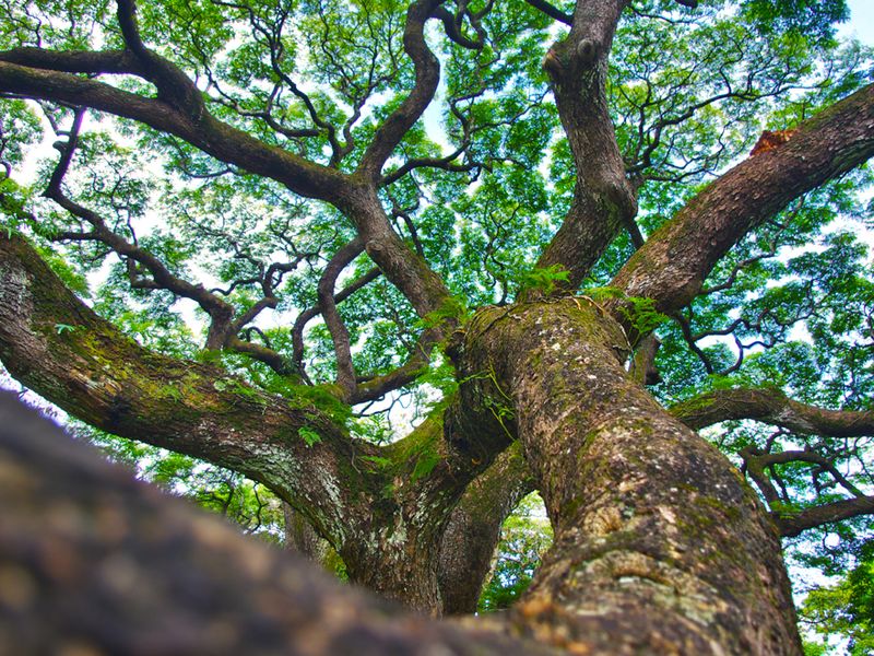 Tree in Honolulu, Hawaii. | Smithsonian Photo Contest | Smithsonian ...