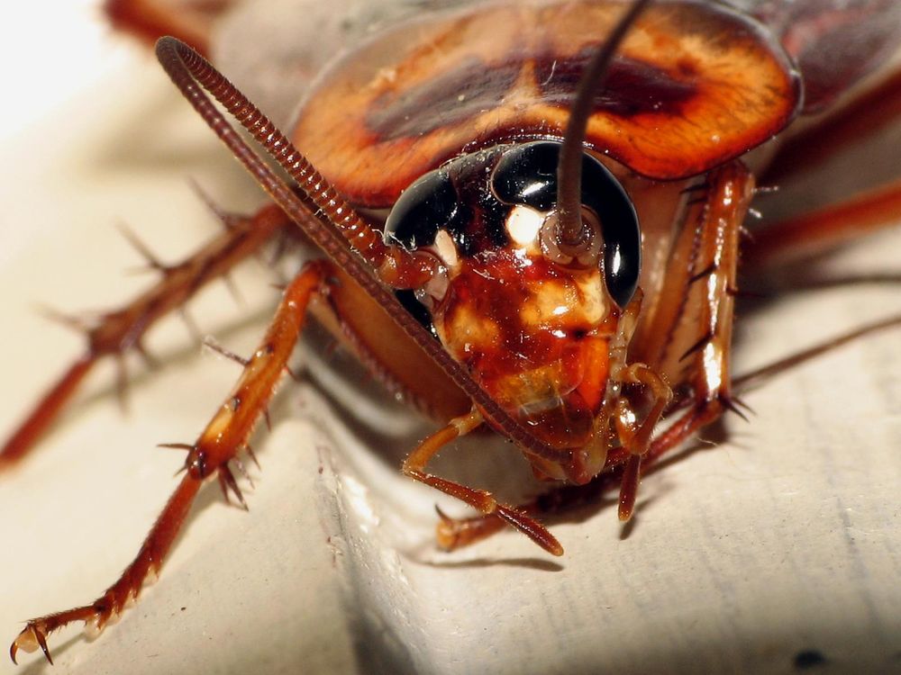 One Million Cockroaches Escaped from a Traditional Chinese Medicine Farm