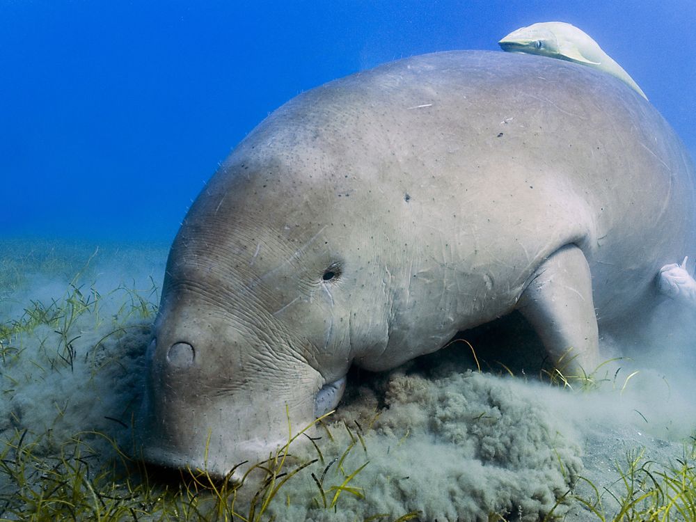 Dugong Populations Are Declining in the Great Barrier Reef, Study Finds