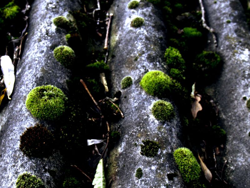 moss growing on a roof | Smithsonian Photo Contest | Smithsonian Magazine