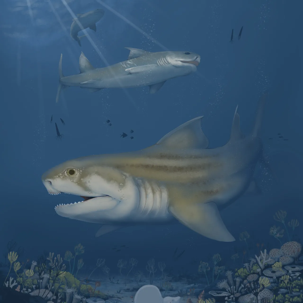 Prehistoric Sharks Found