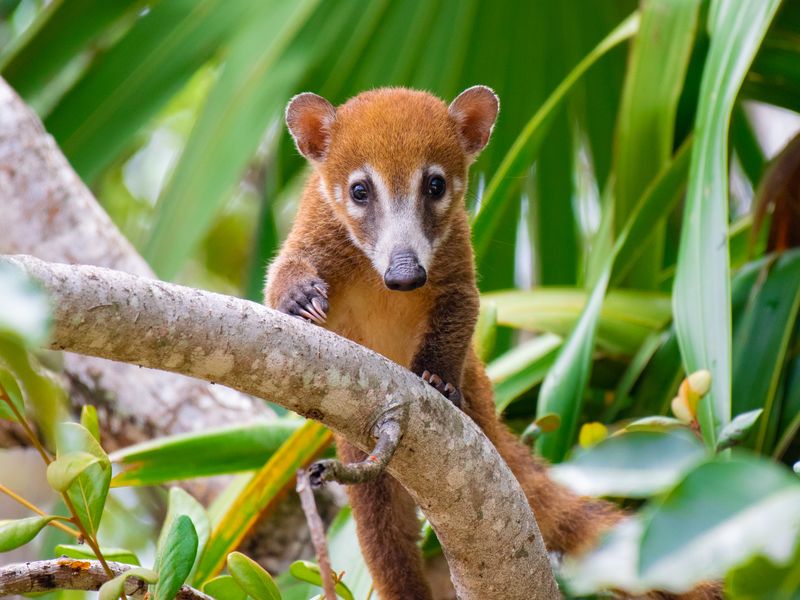 Awaiting Coati | Smithsonian Photo Contest | Smithsonian Magazine