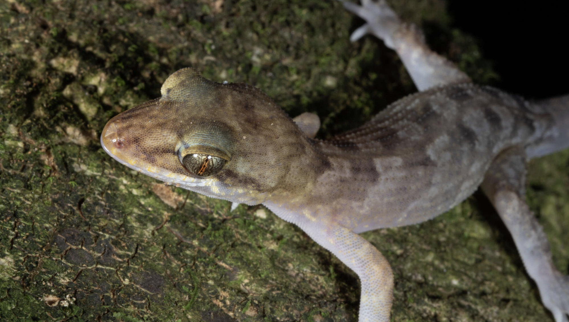 For the Love of Lizards: Meet One of the Smithsonian’s Lizard Experts ...