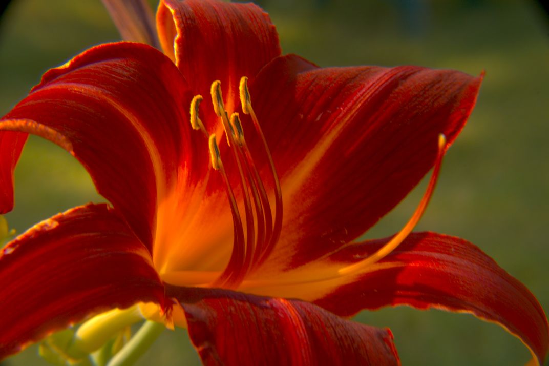Red lily stamen close-up. | Smithsonian Photo Contest | Smithsonian ...