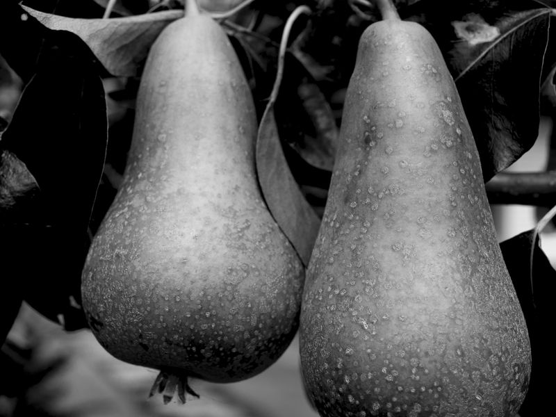 Pair Of Pears | Smithsonian Photo Contest | Smithsonian Magazine