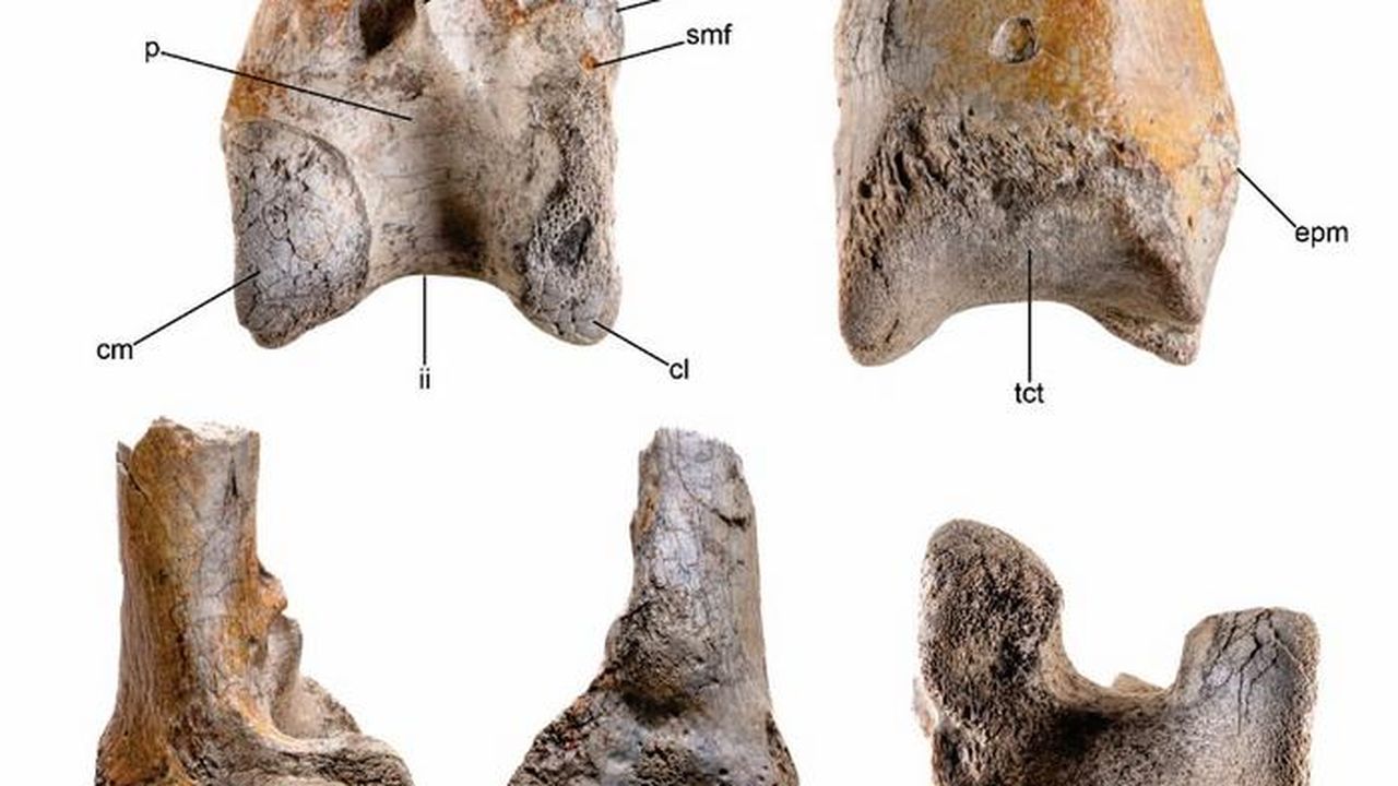 terror bird skeleton