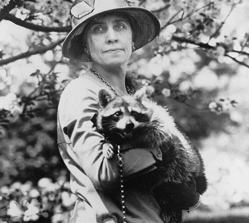 Raccoon Was Once a Thanksgiving Feast Fit for a President