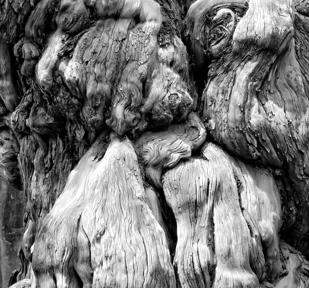 An ancient pine tree trunk in the garden of the Forbidden City ...