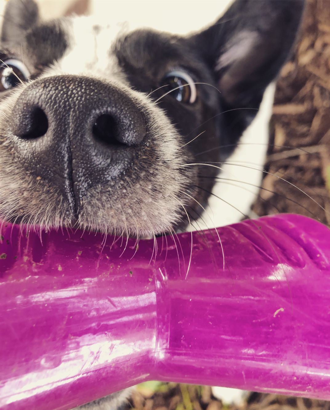 fetch! | Smithsonian Photo Contest | Smithsonian Magazine