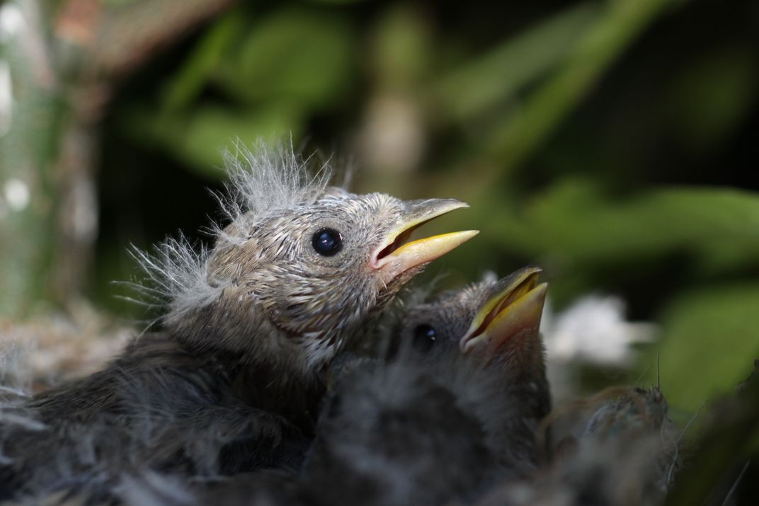 Baby Gold finches | Smithsonian Photo Contest | Smithsonian Magazine