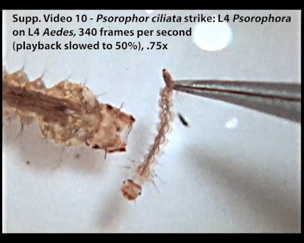 Mosquito Larvae Launch Their Heads to Capture Prey