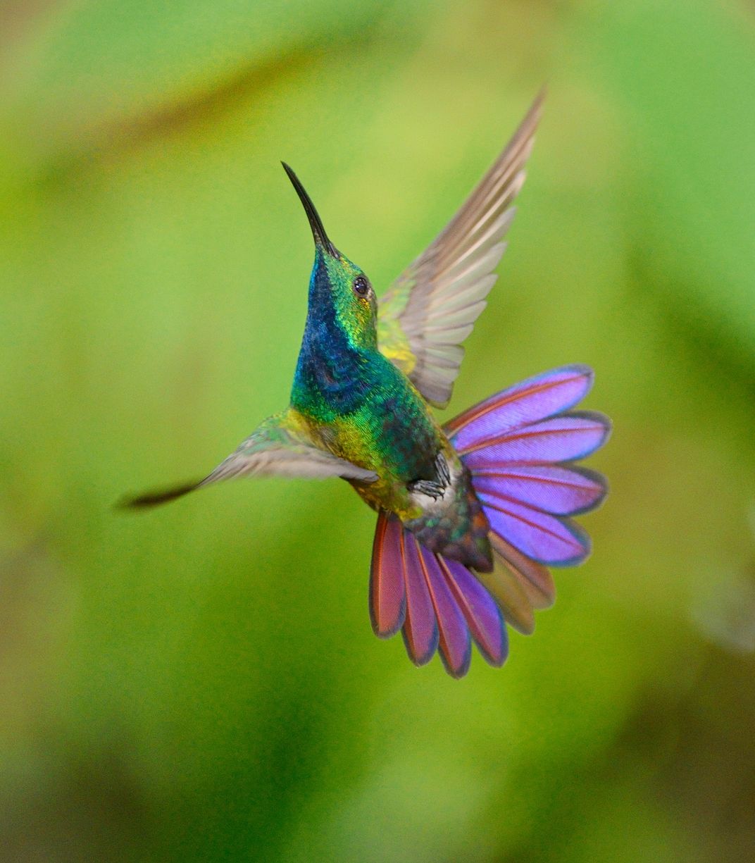 Green-breasted Mango. The manager of an ecolodge invited me to ...