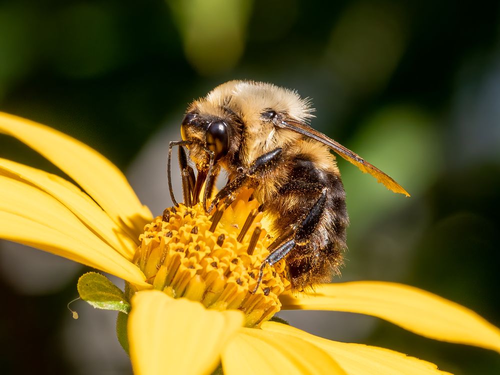 Hibernating Bumblebee Queens Can Survive Underwater for Up to a Week ...