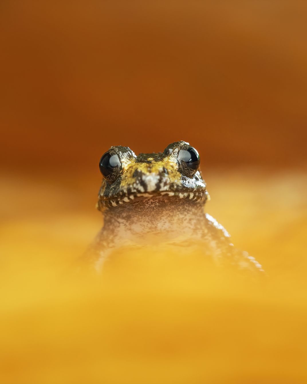 Darwin frog | Smithsonian Photo Contest | Smithsonian Magazine