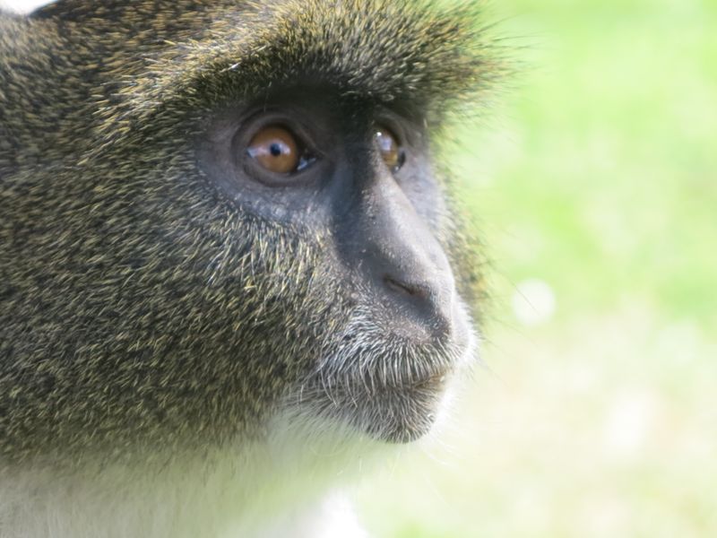 African monkey | Smithsonian Photo Contest | Smithsonian Magazine