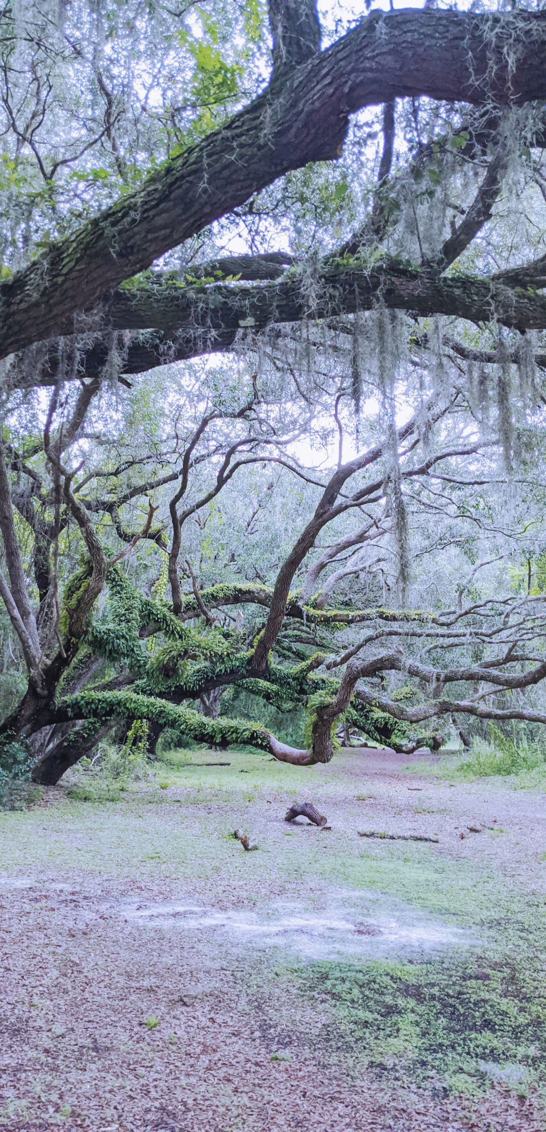 Oak trees in the Park | Smithsonian Photo Contest | Smithsonian Magazine