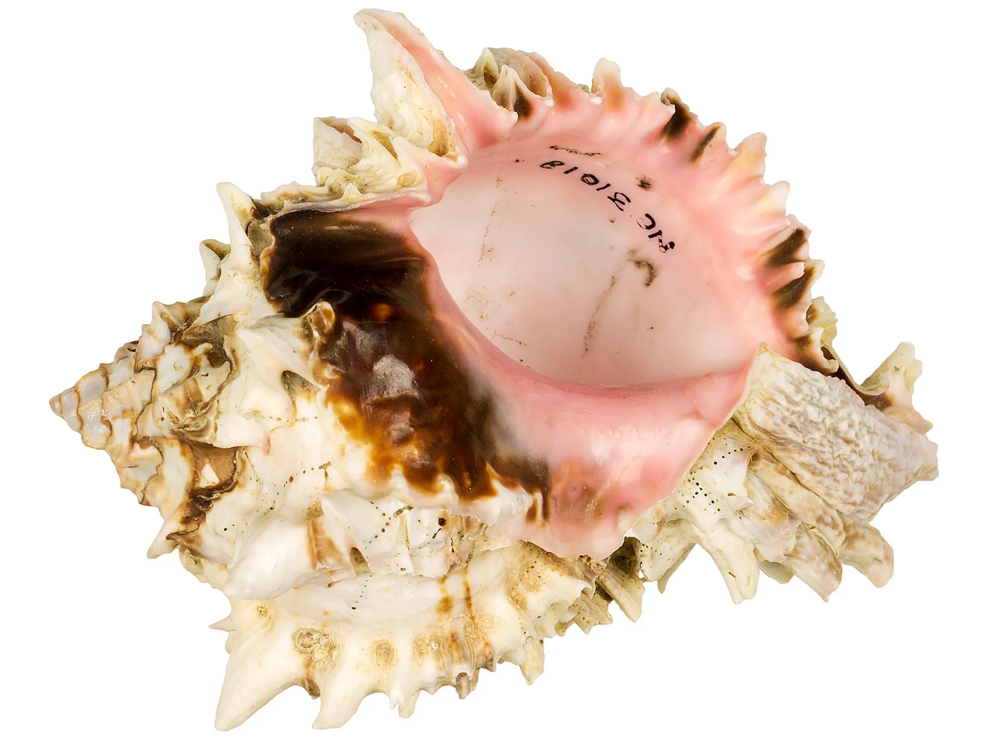 ‘Snarge,’ Seashells and Much More This April at the National Museum of ...