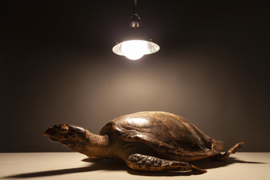 F6572, Sea turtle (mounted) | Smithsonian Photo Contest | Smithsonian ...