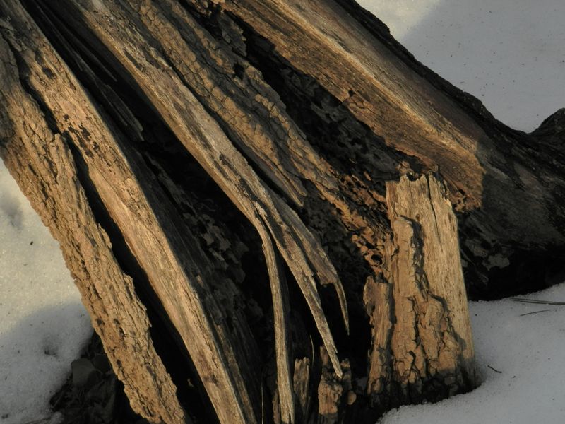 Broken Stump | Smithsonian Photo Contest | Smithsonian Magazine