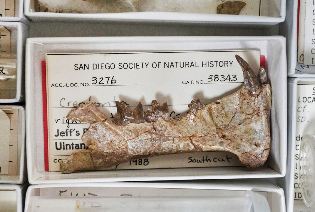 Predator Bites Piercing