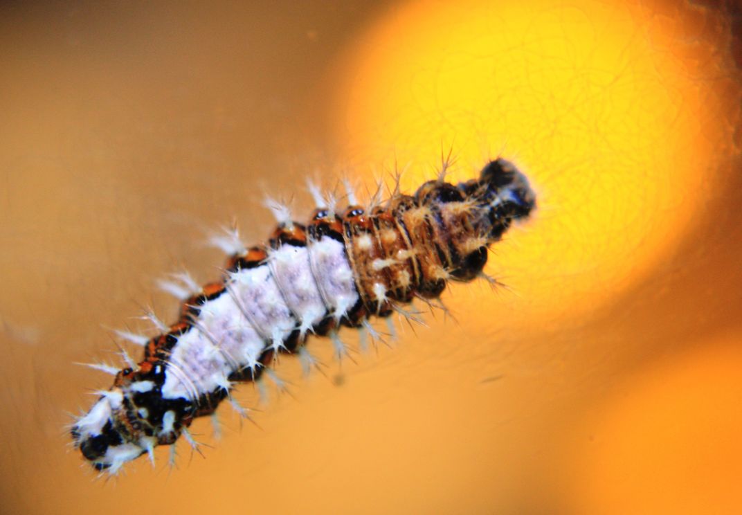 Caterpillar on a window | Smithsonian Photo Contest | Smithsonian Magazine