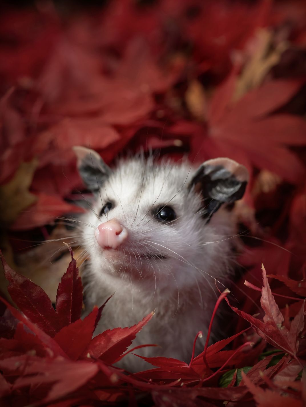Foraging in red: a young possum in the Japanese maple foliage ...