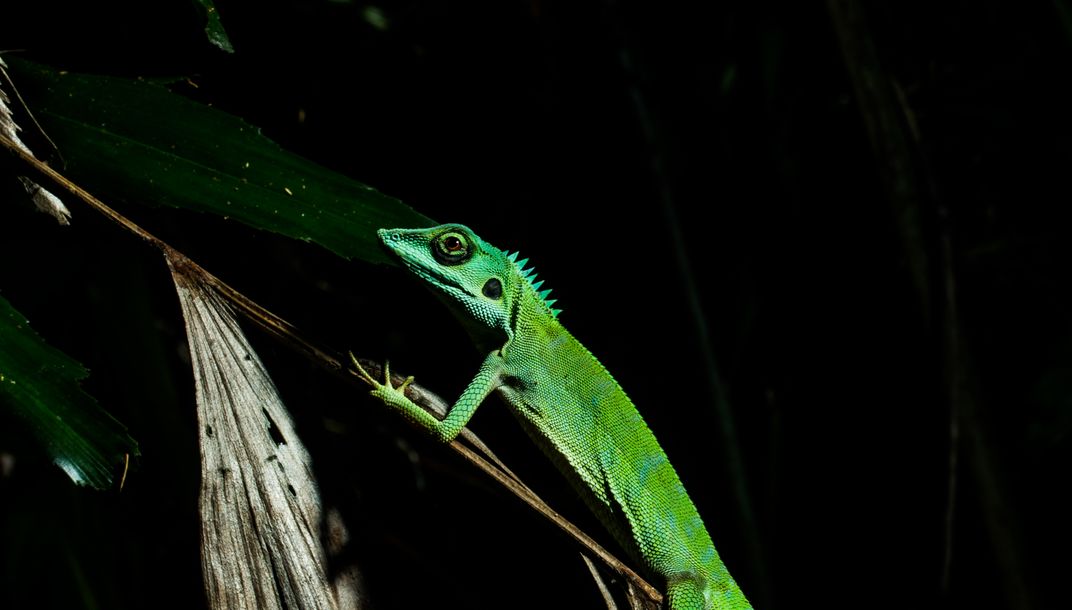 My friend, the Green Crested Lizard. | Smithsonian Photo Contest ...