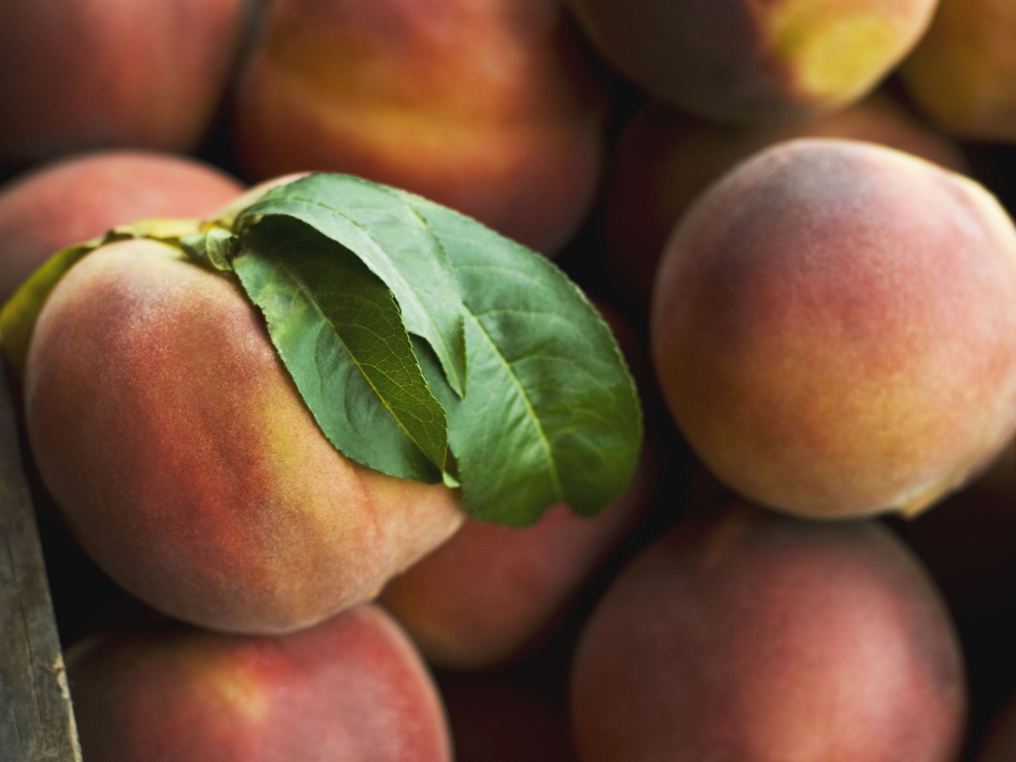 Peaches Were Domesticated in China 7,500 Years Ago