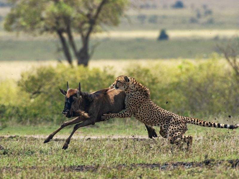 Cheetah hunting a young Wildebeest | Smithsonian Photo Contest ...