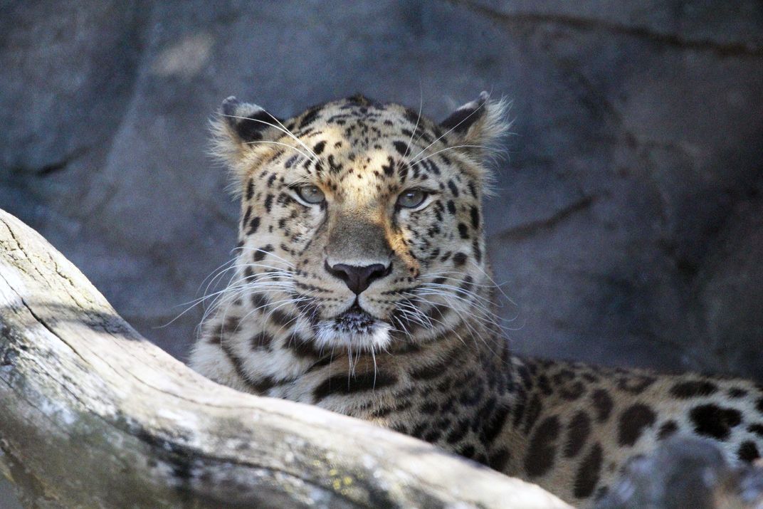 Kasha, Male Amur Leopard | Smithsonian Photo Contest | Smithsonian Magazine
